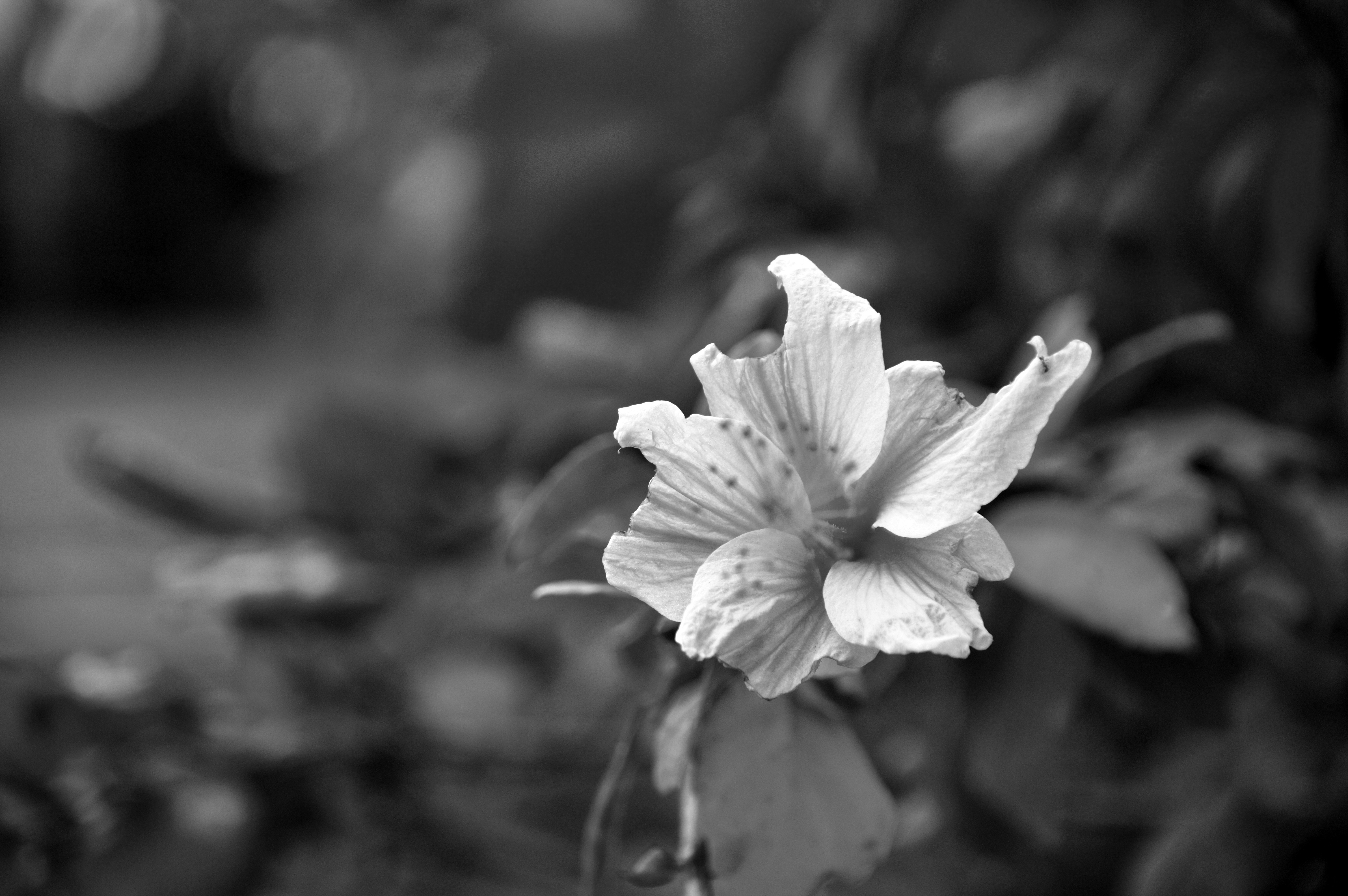 Olelo Community MediaThank You - Olelo Community Media